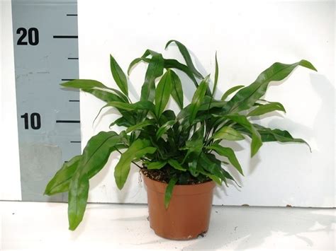 Microsorum Diversifolium — Plant Wholesale Floraccess