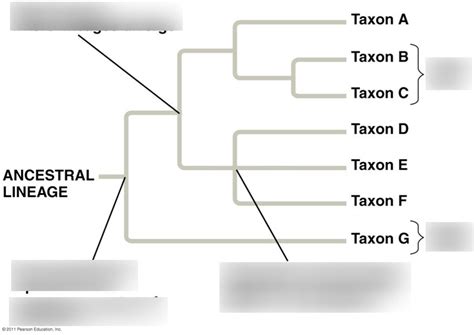 Phylogeny Diagram Quizlet