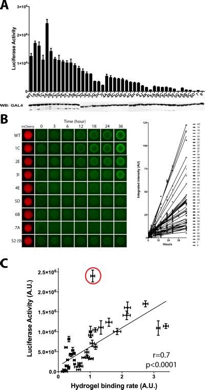 Phosphorylation Regulated Binding Of Rna Polymerase Ii To Fibrous Polymers Of Low Complexity