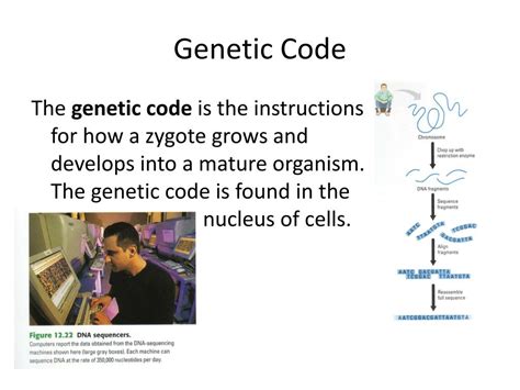 PPT Genetic Variation PowerPoint Presentation Free Download ID