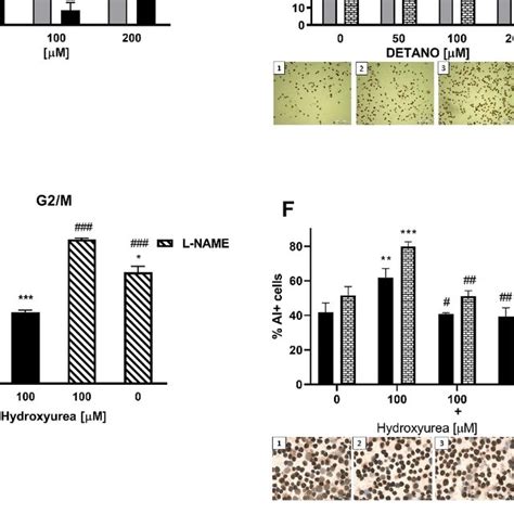 The Influence Of No Donors And Hydroxyurea Hu On Cell Cycle And