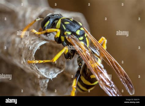 Queen Wasp Nest Hi Res Stock Photography And Images Alamy