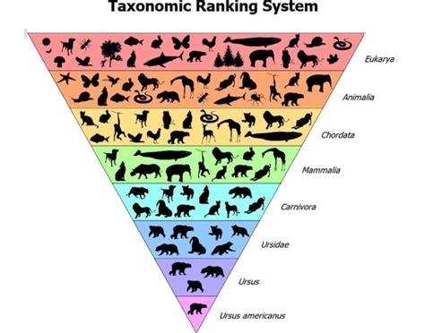 Taxonomic Ranking System Quiz