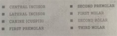 Eruption Dates Flashcards Quizlet