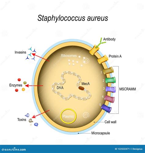 Staphylococcus Aureus Cell Structure And Pathogenic Factors Stock