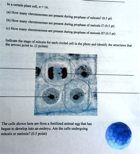 Solved In A Certain Plant Cell N 6 A How Many Chromosomes Are