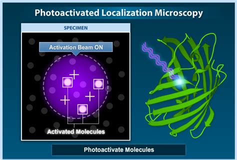 Wise Silence Photoactivated Localization Microscopy Palm