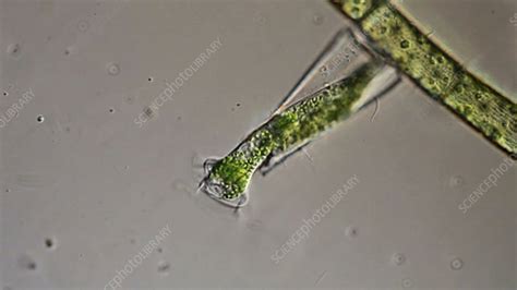 Vorticella Protozoan Feeding Stock Video Clip K003 2073 Science Photo Library