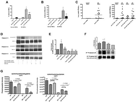 Ss Rbc Adhesion Is Associated With The Extent Of Erk Activation A B