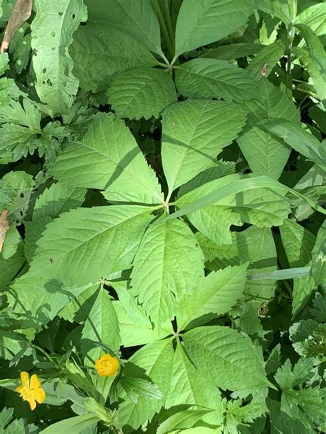 Is This Poison Ivy Chicago Illinois Rwhatsthisplant