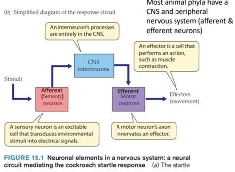 Lecture 4 Neuron Structure And Function Flashcards Quizlet