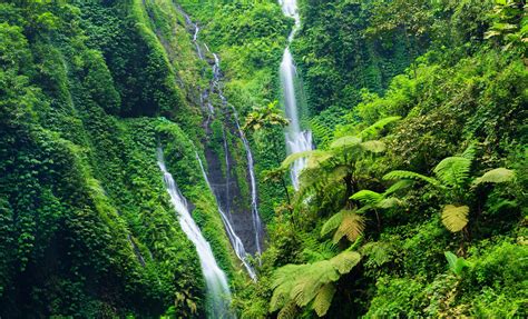 Ide Populer Forest Of Sumatra