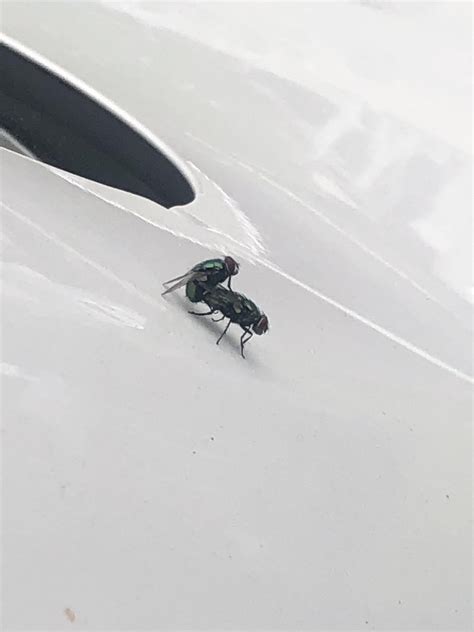 F Ckin Flies Scrolller