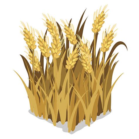 Wheat Straw Illustrations Royalty Free Vector Graphics And Clip Art Istock
