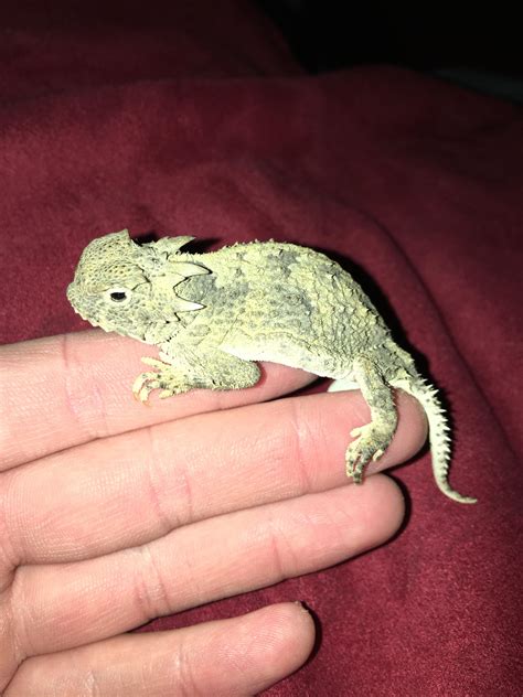 This Is Sanchez The Horny Toad R Reptiles