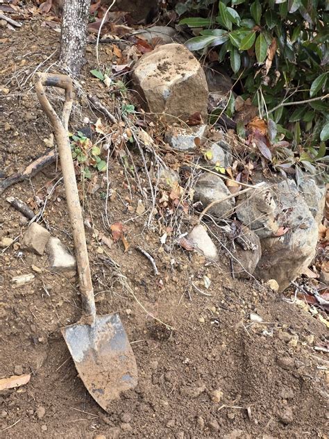 3월3일 식목일이 아닌 날 내일 지구의 종말이 올지라도 오늘 나는 한 그루 사과나무를 심겠다 대신 나는 애기 동백나무 수십그루를 심었다 아직도 애기 동백은 100