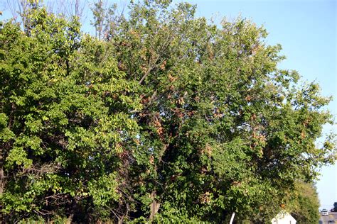 In My Yard Twig Girdler At Last Extension Entomology