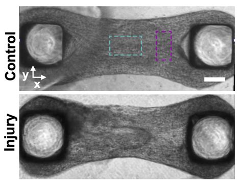 Publications Lejeune Lab