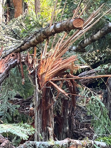 Logging Trees During A Rising Need For Forests Friends Of Gualala River