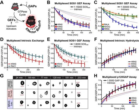 Multiplexed Gtpase Assays To Profile Gefs And Gaps A The Gtpase