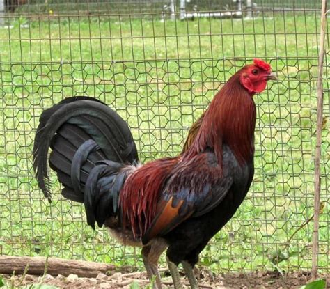 Lieper Hatch Rooster Gallant Game Fowls