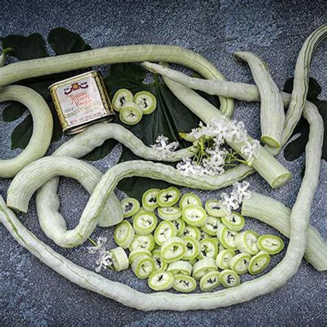 Python Bean Backyard Farm Fresh