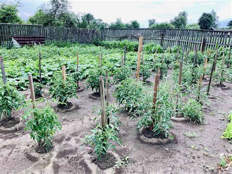 Tomato Plants Seedlings