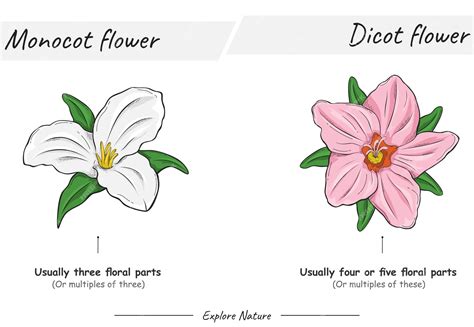 Premium Vector Monocot Flower And Dicot Flower