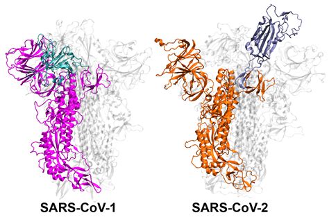 Coronavirus Spike Protein Movements Biophysical Society