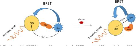 Figure 1 From Bioluminescence Resonance Energy Transfer Bret Based Nanostructured Biosensor