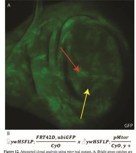 Figure 1 From A Dsrna Based Screen Identifies Novel Proteins Involved
