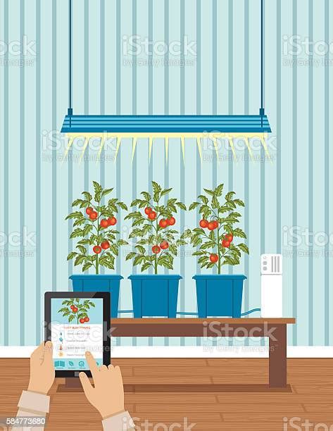 Konsep Sistem Pertumbuhan Indoor Hidroponik Iot Ilustrasi Stok Unduh Gambar Sekarang Bagian