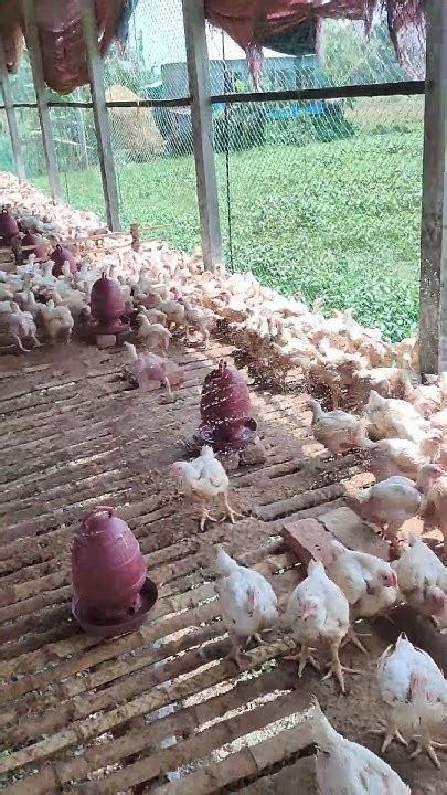 গরমের জন্য পানি দিয়ে গোসল দেয়া হচ্ছে খামার মুরগি পালন ব্রয়লার