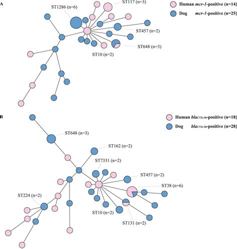 mining spanning trees based on multi locus sequence types and seven