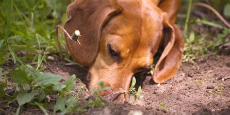 Glucosamine for Dogs: What is it and how does it work? | Purina US