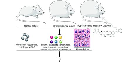 Representation For The Drug Treatment And Analysis With Hyperlipidemia