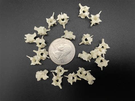 Snake Vertebrae X20 Ball Python Etsy
