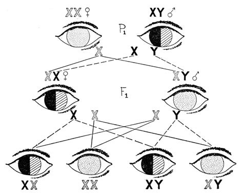 Book Evolution And Genetics 13 Embryology