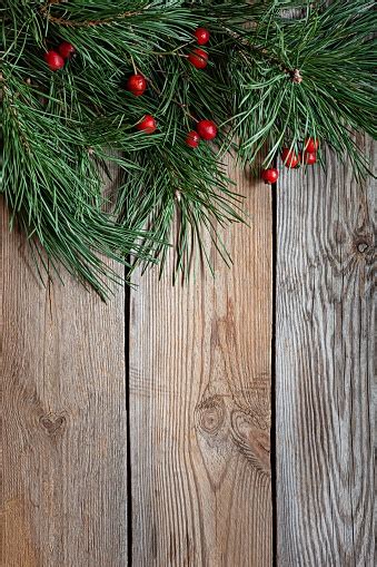 나무 배경에 장미 엉덩이가 있는 크리스마스 트리의 가지 크리스마스와 새해 겨울 휴가 개념 T 0명에 대한 스톡 사진 및 기타 이미지 Istock