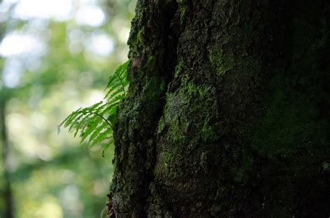 무료 이미지 나무 잔디 분기 햇빛 잎 꽃 트렁크 이끼 녹색 밀림 가을 플로라 열대 우림 낙엽 삼림지 서식지 오래된 성장의 숲 자연 환 경