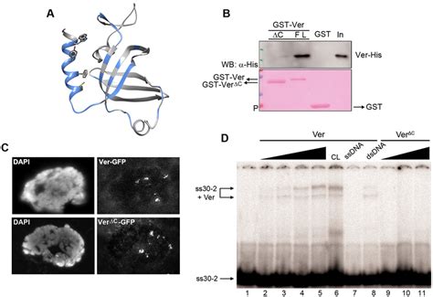 The Ver C Terminal Domain Is Required For Ver Multimerization And Ssdna Download Scientific