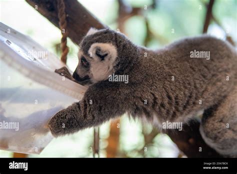 A Focused Lemur Searches Inside A Translucent Container Exhibiting