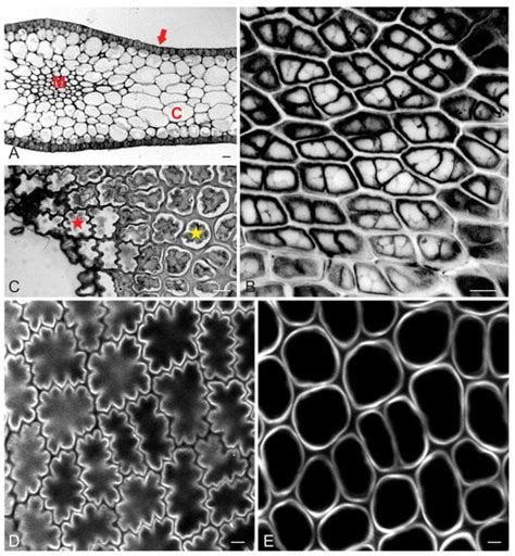 Sargassum Microscope Slides