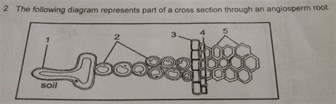 Solved 2 The Following Diagram Represents Part Of A Cross Section Through An Angiosperm Root
