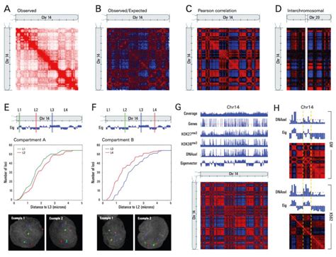 In 2009 High Throughput Sequencing Gave Us Our First Glimpse Of The 3 D Organization Of The Dna