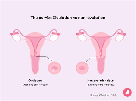How to find (and check) your cervix