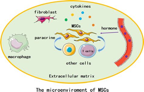 The Microenvironment Of Mscs Components Of Mscs Microenvironment