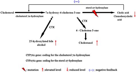 Metabolic Pathway Involved In Cerebrotendinous Xanthomatosis Ctx Download Scientific Diagram