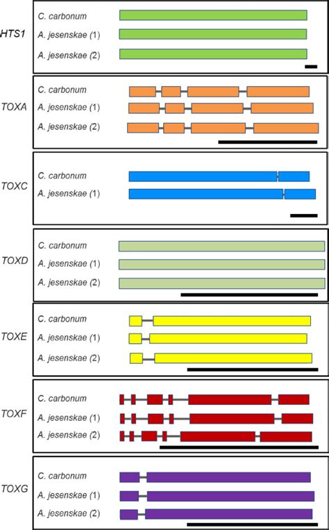 Intronexon Structures Of C Carbonum And A Jesenskae Tox2 Genes All Download Scientific