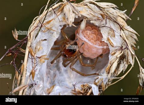 two clawed hunting spider sac spider cheiracanthium erraticum open
